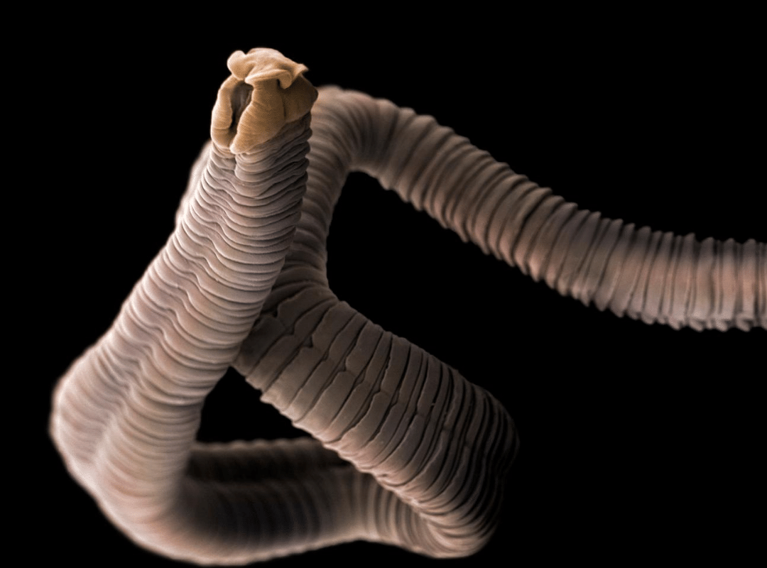 Tapeworms | Puppy Smarts