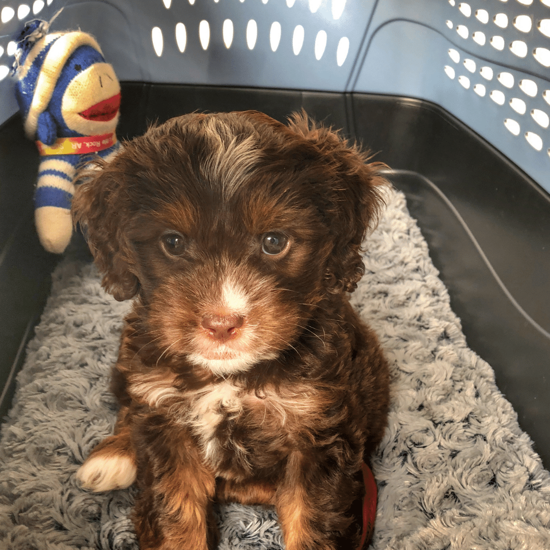 Puppy Pen vs Crate: Which One Do You Need? | Puppy Smarts