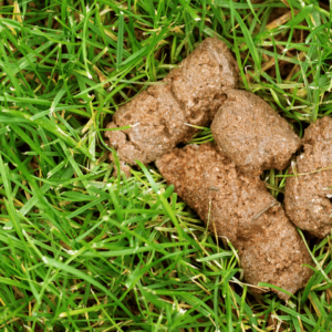 Dog Poop Color Meaning: What's Normal and What Isn't? | Puppy Smarts