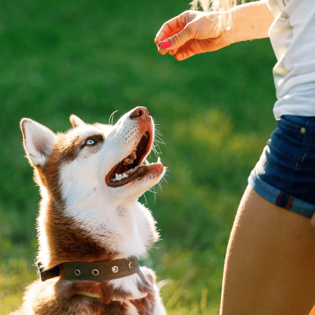7 Questions To Ask A Dog Trainer Puppy Smarts