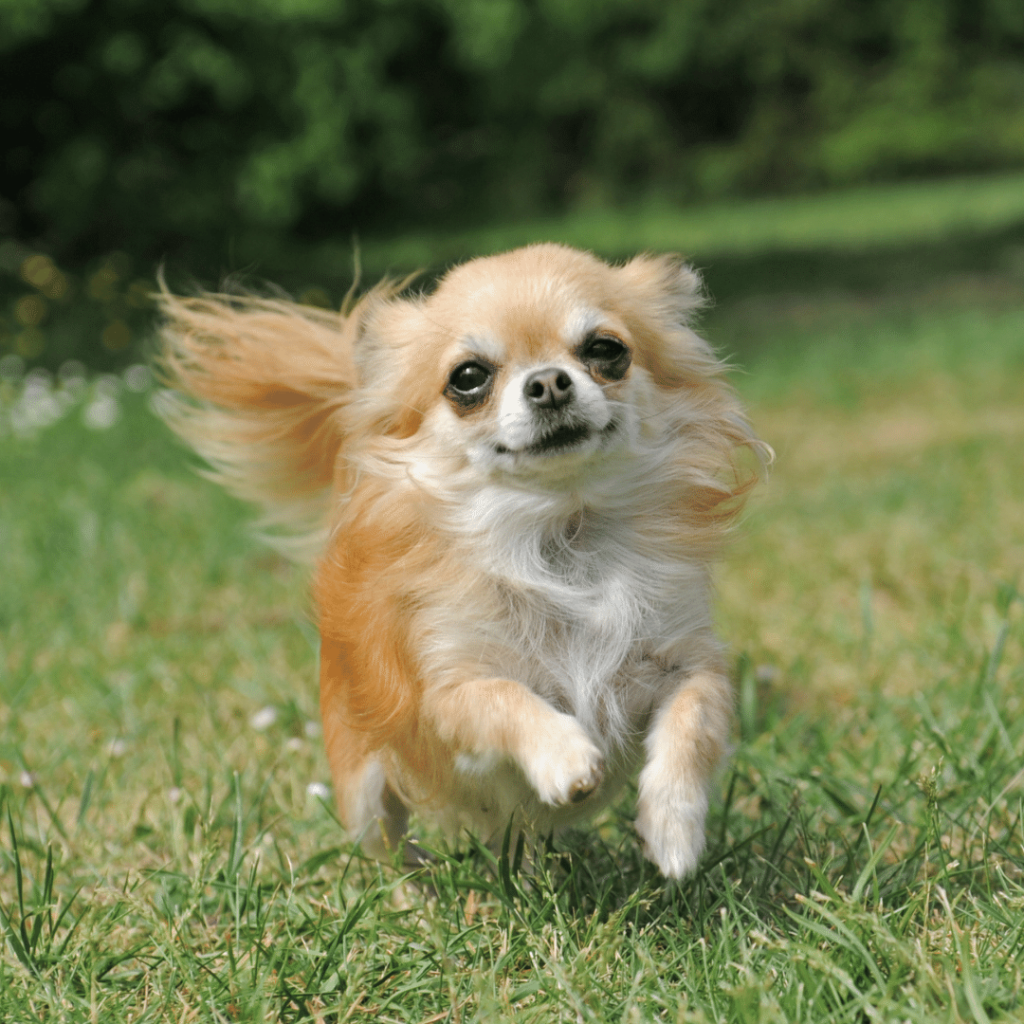 12+ Most Obedient Small Dog Breeds | Puppy Smarts